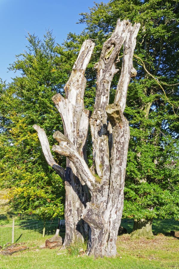 Two Old, White, Tree Trunks Standing Close Together Stock Image - Image ...