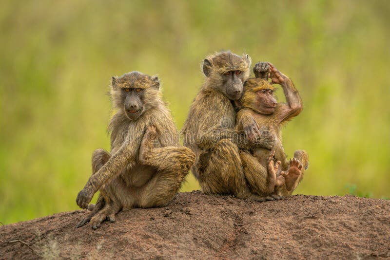Two Olive Baboons Sit Cuddling beside Another Stock Photo - Image of ...
