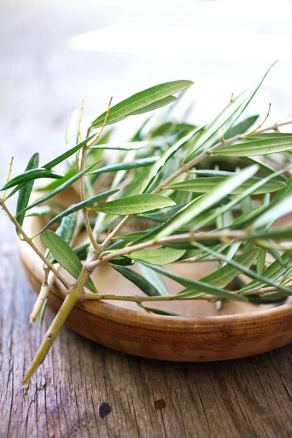 Olive branches with lemon stock photo. Image of grow, green - 7751326