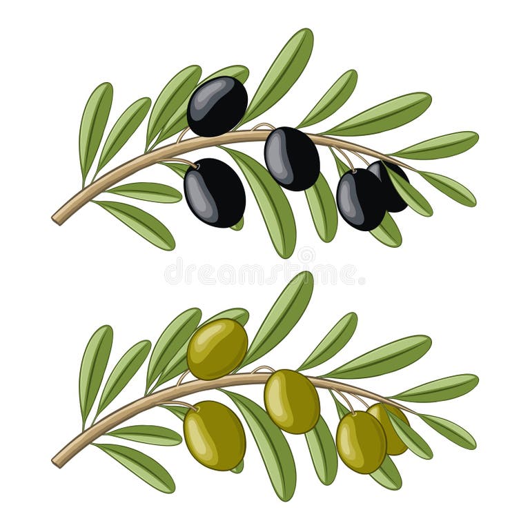 Two olive branches stock vector. Illustration of cooking - 55227161