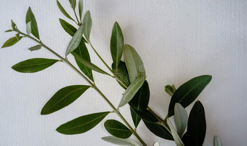 Green Olive Branch stock image. Image of green, harbor - 118186743