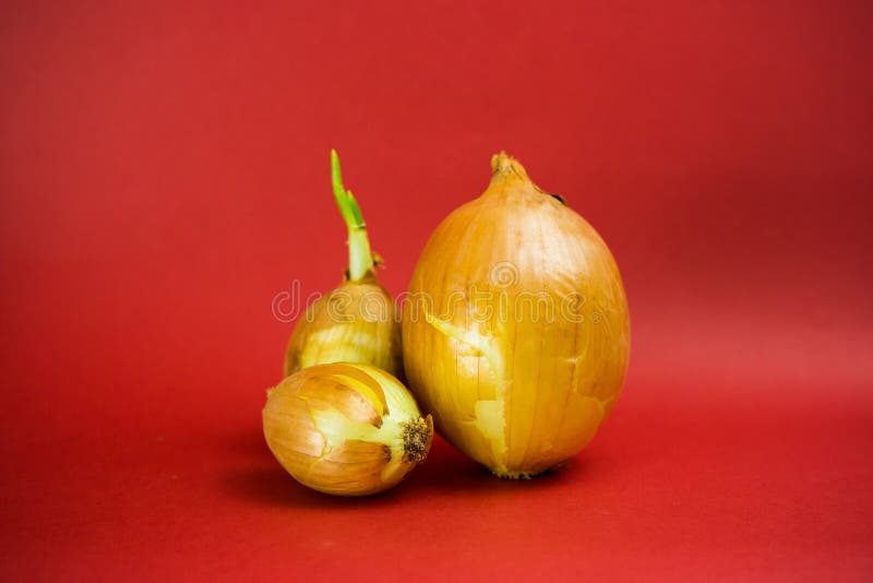 Two Onions, One of Which Sprouts Stock Image - Image of multicolored ...