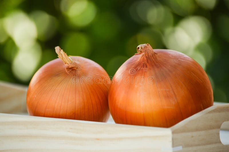 Two onions stock photo. Image of onions, plate, healthy - 62605450