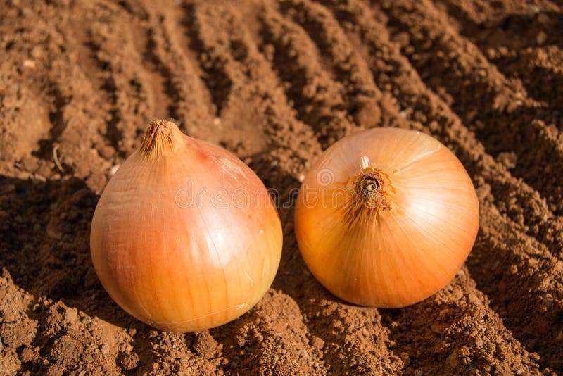Two Onions on Soil stock image. Image of fresh, sunny - 92664013