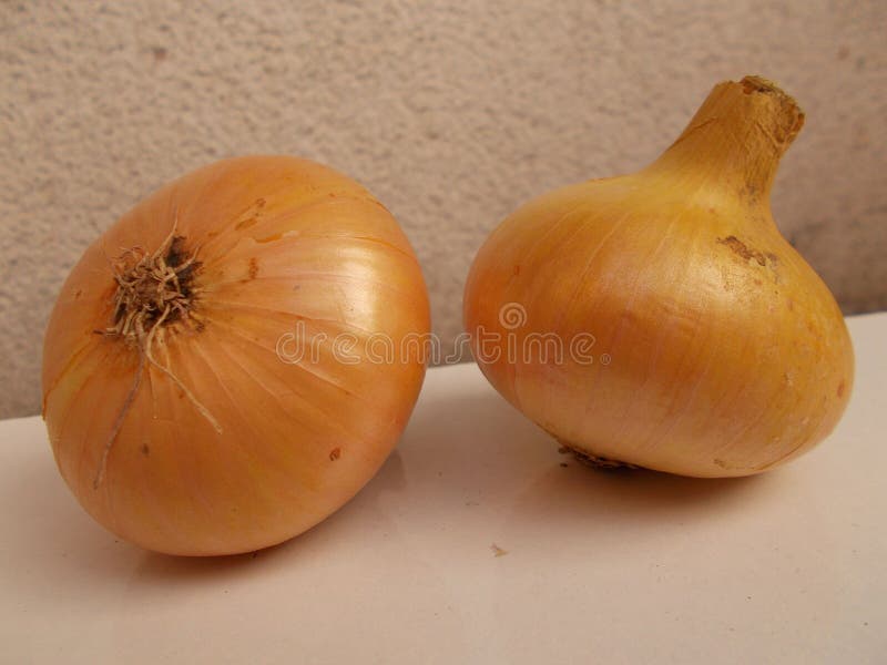 Two onions stock photo. Image of vegetarian, cepa, vegetables - 123279724