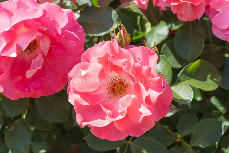 Two Opened Buds of Pink Roses in a Garden. Top View Stock Photo - Image ...
