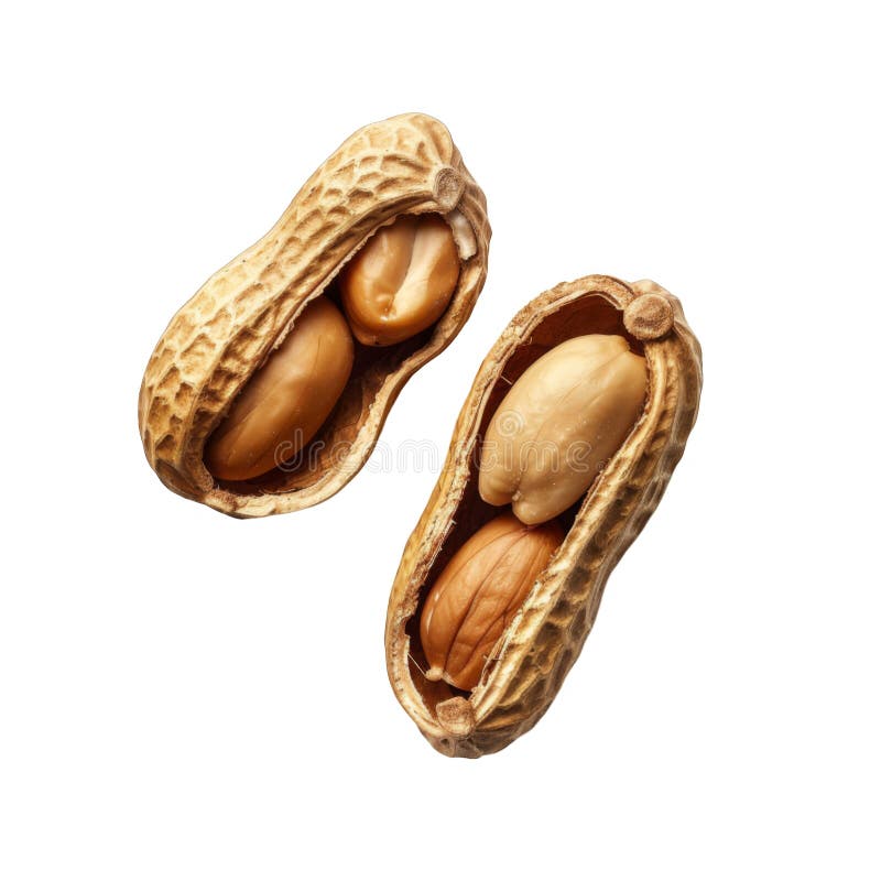 Two Opened Peanut Shells with Kernels Inside Stock Image - Illustration ...