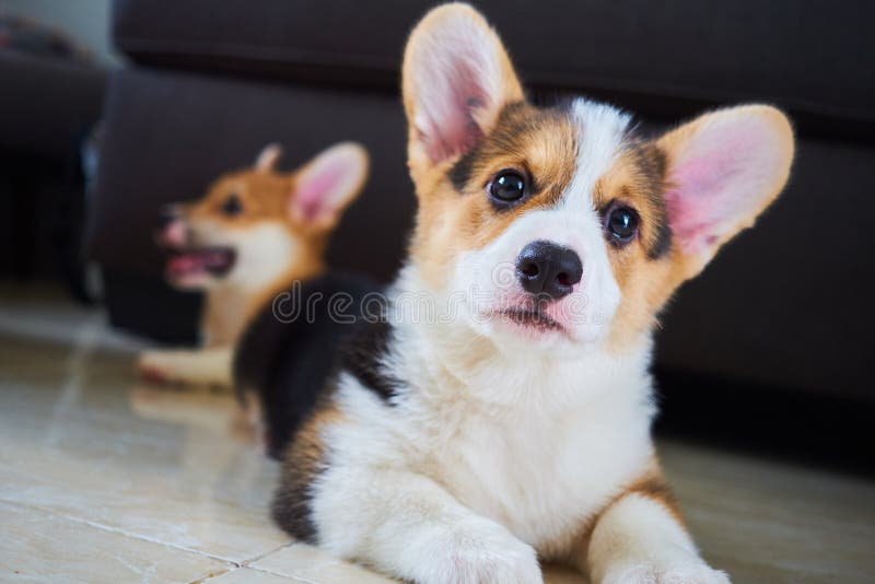 Serious face of corgi stock image. Image of brown, caring - 104890523