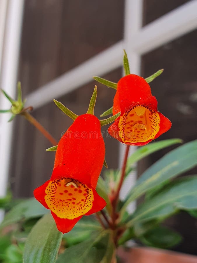 Orange bell-flowers stock photo. Image of bellflower, gift - 6572882