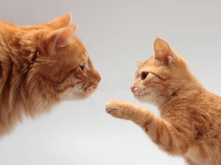 Two orange cat stock photo. Image of kitten, adult, pets - 19140094