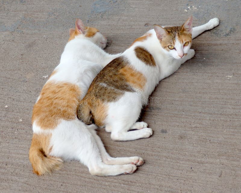 Two Orange Cat Lying on the Ground Stock Photo - Image of close, tabby ...