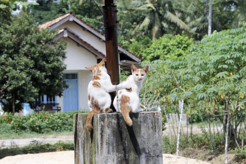 Two Orange Cats Making Out Under a Satellite Dish. Stock Photo - Image ...
