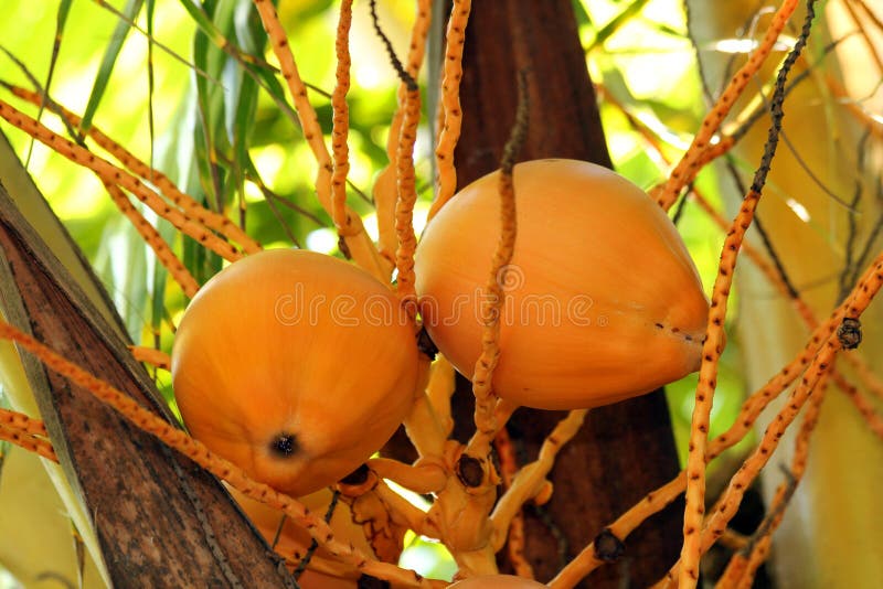 12,509 Orange Coconut Tree Photos - Free & Royalty-Free Stock Photos ...