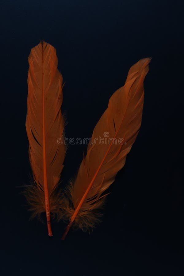 Two Orange Color Feather on Black Background Stock Image - Image of ...