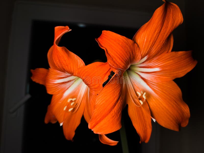 Two Orange Flowers are Shown in a Dark Room Stock Photo - Image of full ...