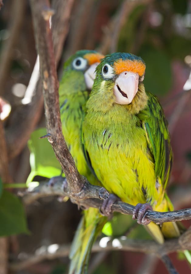 Two Orange Fronted Parakeets Stock Image - Image of nature, pair: 93067401
