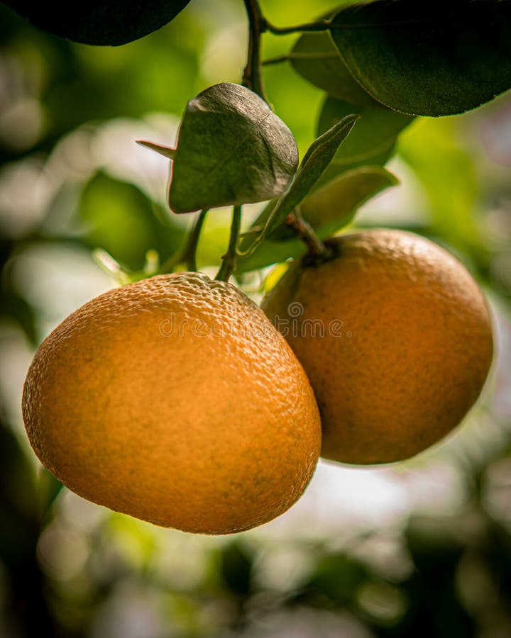 Two Orange Fruits on a Tree Branch. Stock Photo - Image of nature ...