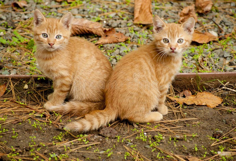 Autumn & kittens stock image. Image of color, love - 6732295