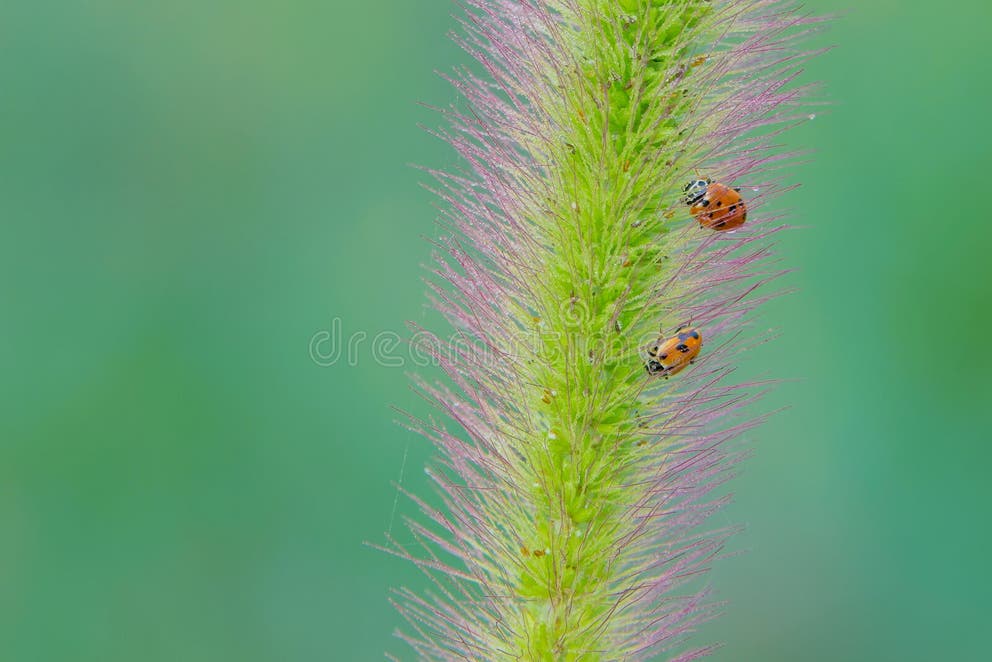 Ladybug on grass ear stock image. Image of lady, insects - 192056249