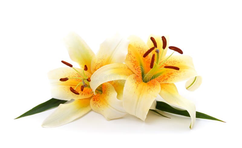 Two orange lilies stock image. Image of leaf, beauty - 256033455