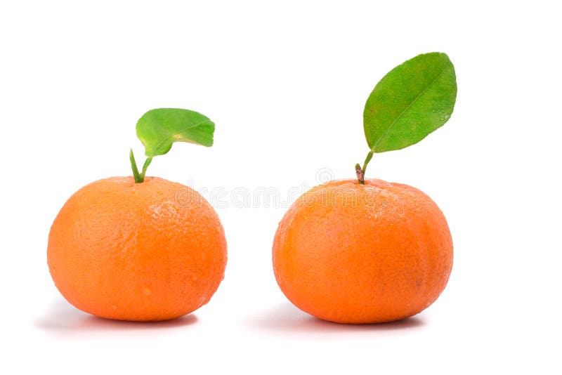 Two orange mandarins stock image. Image of group, mandarins - 46542757