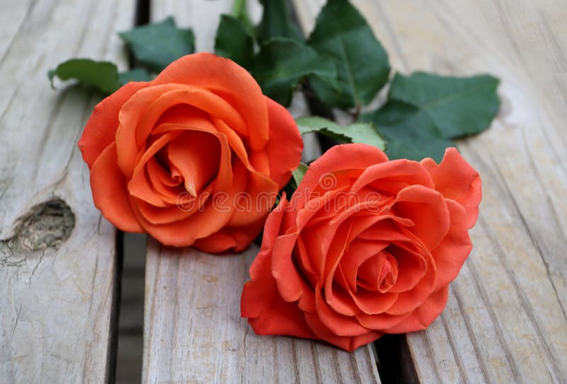 Two Orange Roses stock image. Image of rose, forest, roses - 75530231