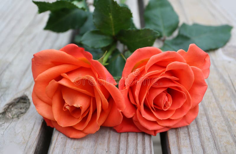 Two Orange Roses stock image. Image of rose, forest, fresh - 75530905