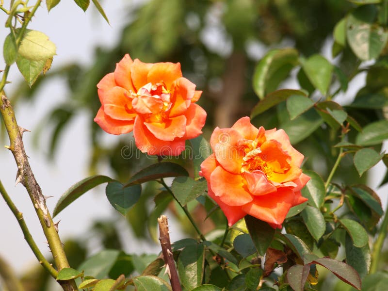Two Orange Roses with Blur Background Stock Photo - Image of closeup ...