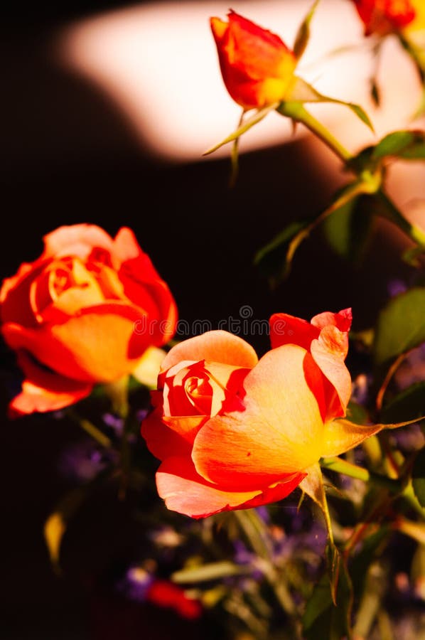 Two Orange Roses in Full Bloom with Two Orange Rose Buds Stock Image ...