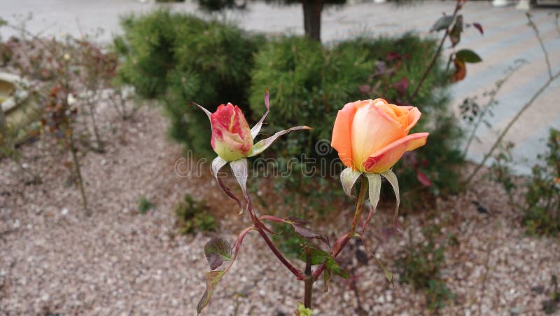 Two orange roses stock photo. Image of roses, petal - 216123114