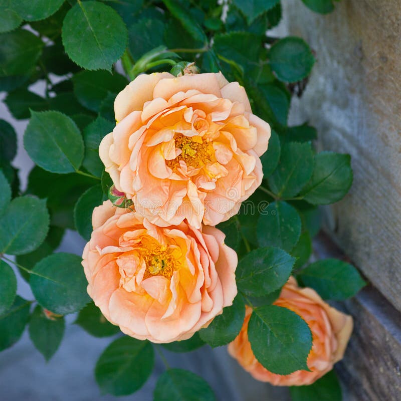 Two orange roses stock image. Image of blossom, outdoors - 164142051