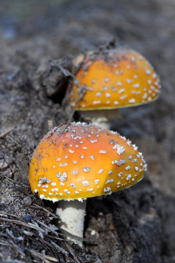 Two Orange, Spotted Toadstools Grew Up in the Forest. Photo Vertical ...