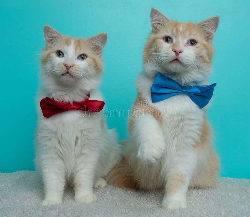 Two Orange and White Cats Wearing Bow Ties Sitting Down Portrait Stock ...