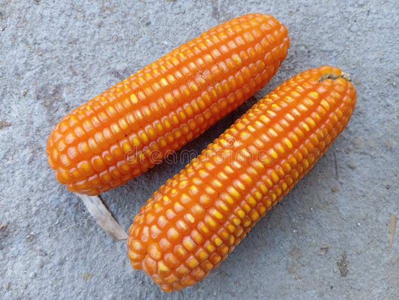 Two Orange-yellow Dried Corns Were Lying on the Floor. Stock Photo ...