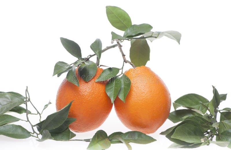 Two oranges stock photo. Image of oranges, couple, fruit - 23993750