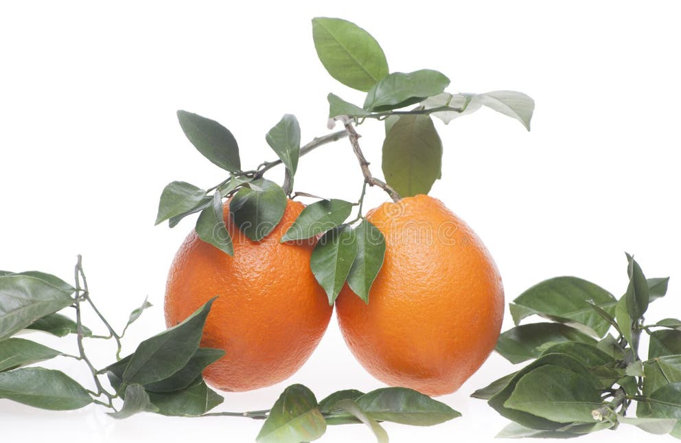 Two oranges stock photo. Image of oranges, couple, fruit - 23993750