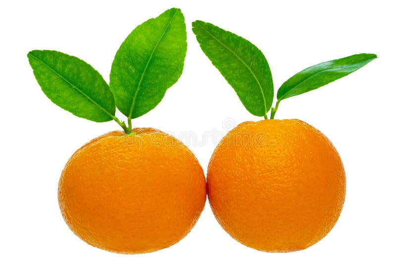 Two Oranges with Leaves Isolated on White Background Stock Image ...
