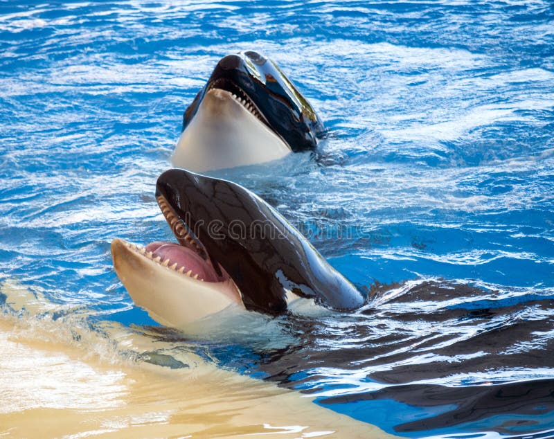 Killer Whale Eye Stock Photos - Free & Royalty-Free Stock Photos from ...