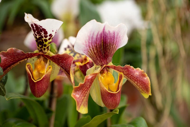 Two orchid flowers stock photo. Image of orchids, fresh - 242382530