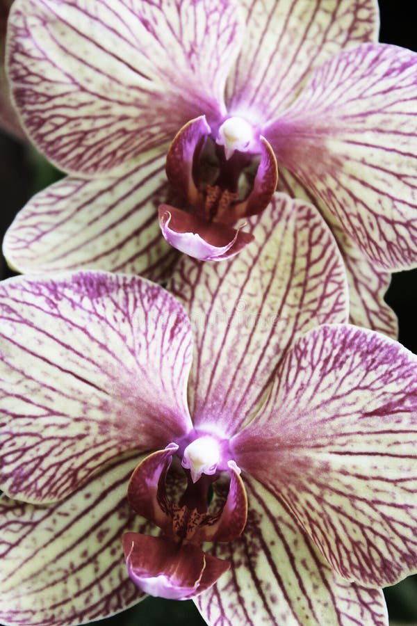 Two Orchids stock image. Image of pink, pretty, flowers - 15271495
