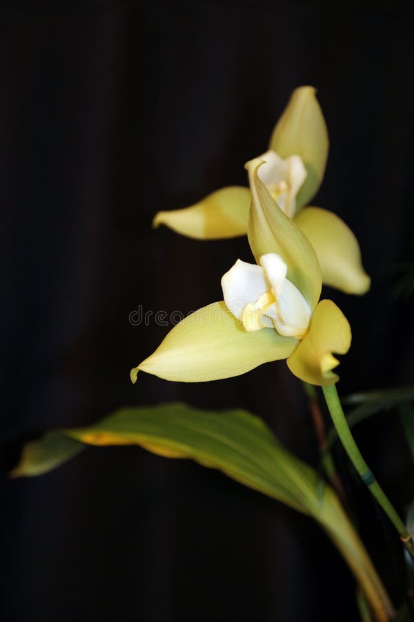 Two Orchids stock image. Image of petal, shape, color - 50583143