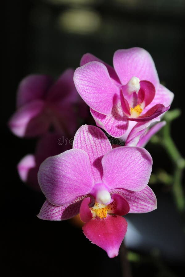 Two Orchids Fully Open and in Sunlight Stock Photo - Image of orchids ...
