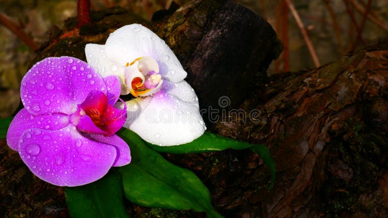 Two orchids on a tree stock photo. Image of closeup - 216548390