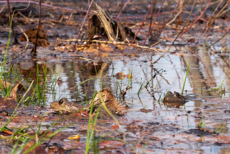 Two Ordinary Frogs Sit in the Water Stock Image - Image of close ...