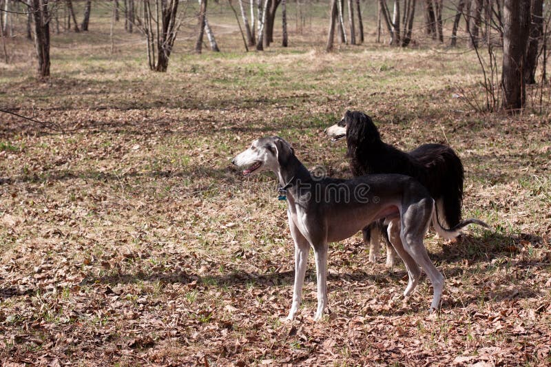 Two oriental hounds stock image. Image of hound, oriental - 28343817