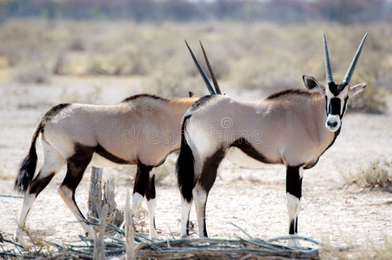 Two Orix stock photo. Image of animal, travel, wild, namibia - 83778834