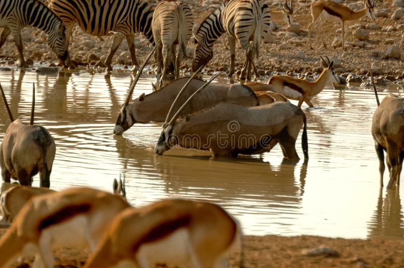 Two Orix with Other Animals Stock Image - Image of desert, african ...