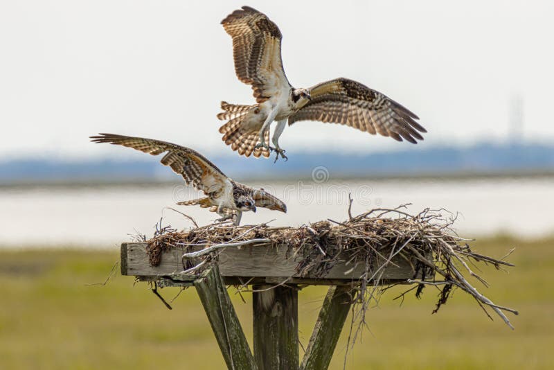 Two Osprey Trying To Fly into the Air. Stock Photo - Image of beak ...