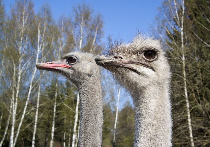 Two ostrich on the farm stock image. Image of curious - 14252053