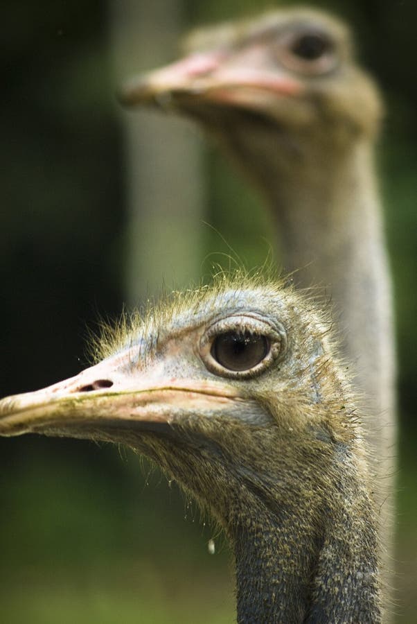 Two Ostrich on the lookout stock image. Image of africa - 3793275